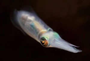 New and Inventive Squid Farming Method Could Save Declining Population ...