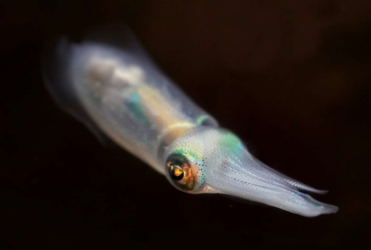 New and Inventive Squid Farming Method Could Save Declining Population ...