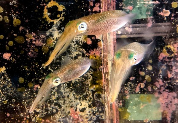 New and Inventive Squid Farming Method Could Save Declining Population ...