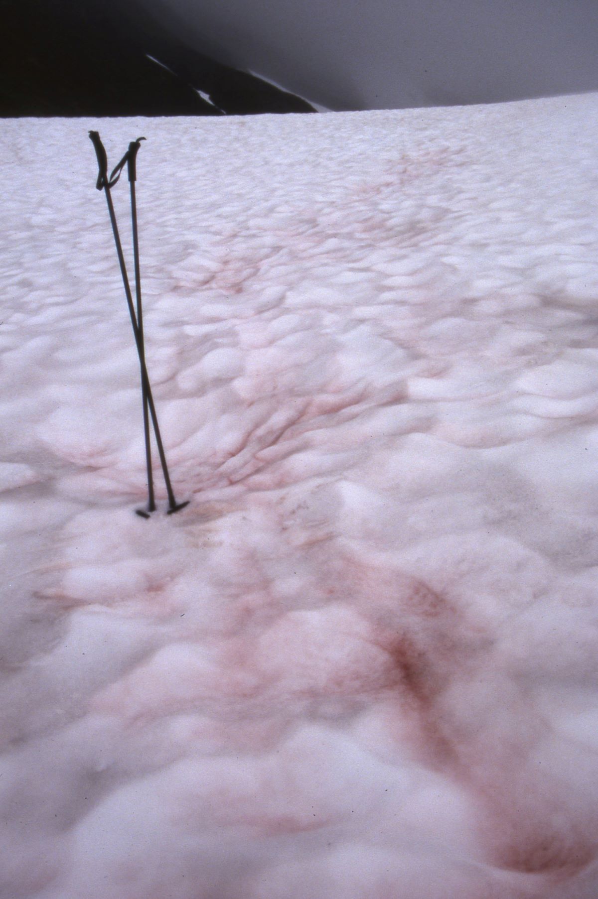 The Culprit Behind Red Snow and Accelerated Glacial Melting » Japan 2 Earth