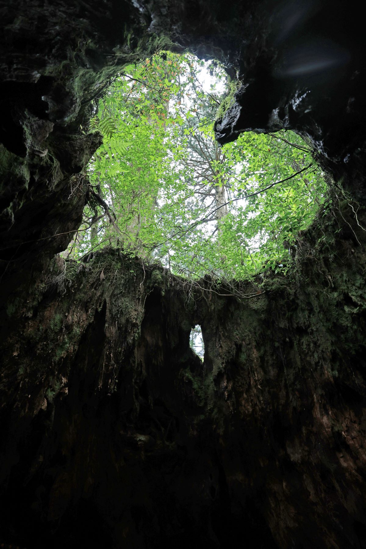 Symbiosis of Nature and Tourism in Yakushima, a World Heritage Site ...