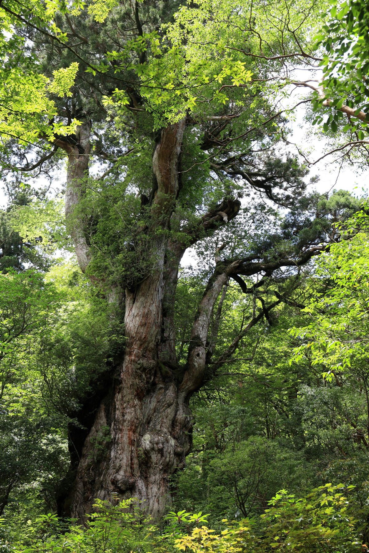 Symbiosis of Nature and Tourism in Yakushima, a World Heritage Site ...
