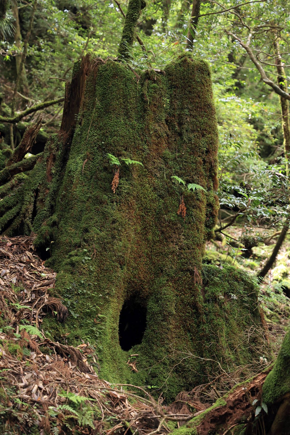 Symbiosis of Nature and Tourism in Yakushima, a World Heritage Site ...