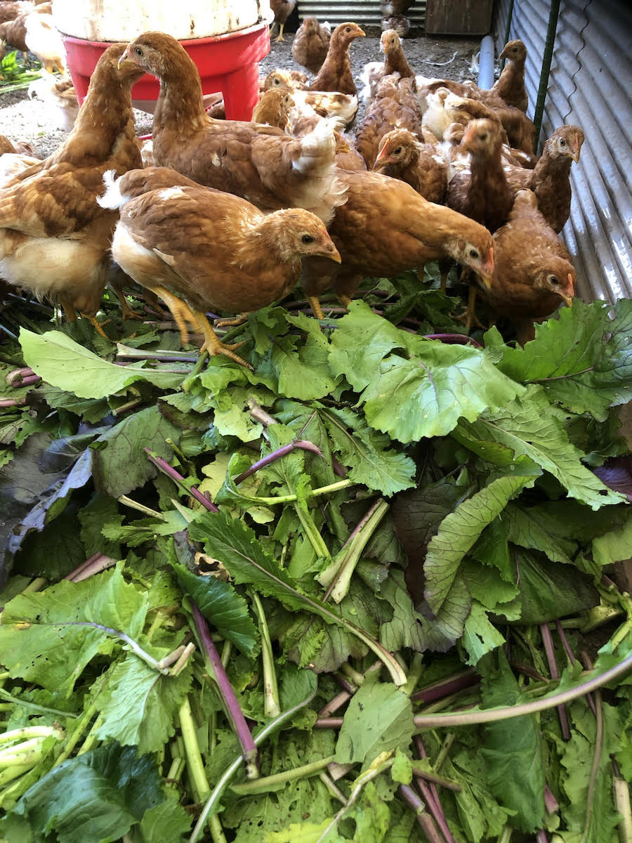 [Global to Local] Sara Gladding Yoshihara: A Farm-to-Table Journey in ...