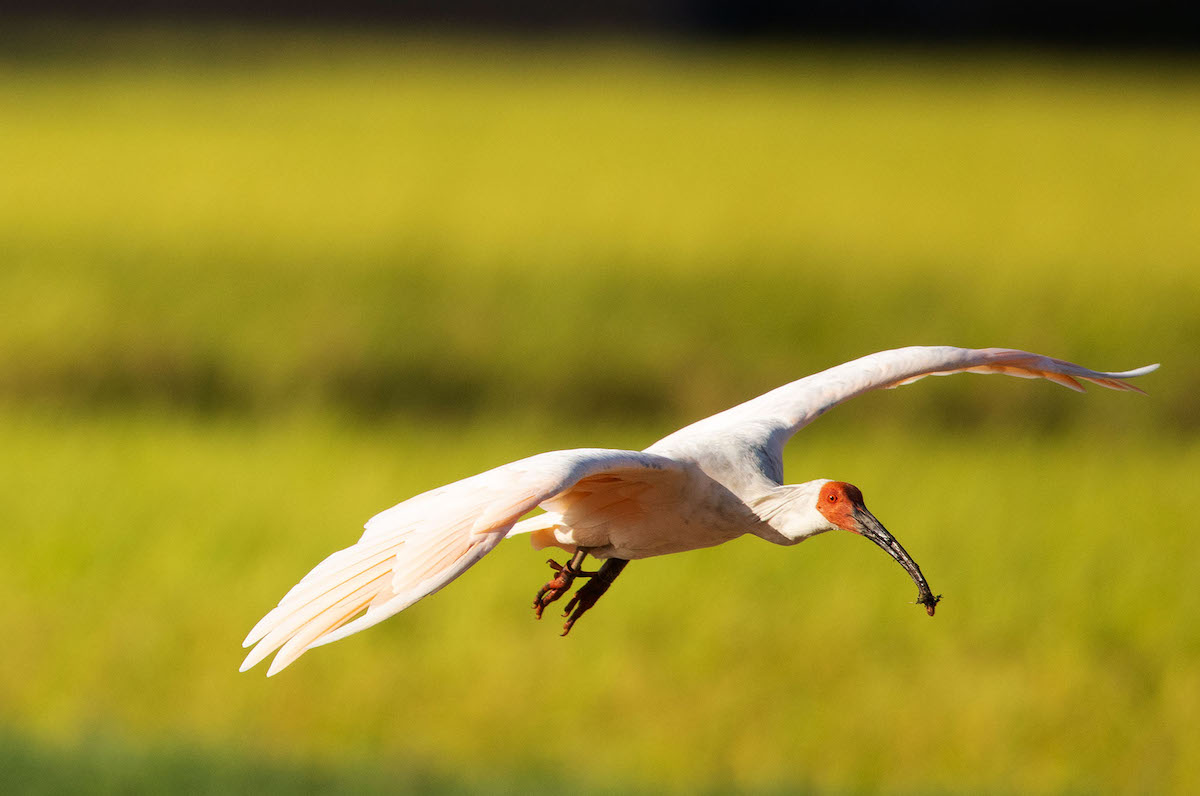 [Sado Wildlife in Focus] On the Trail of the Japanese Crested Ibis ...