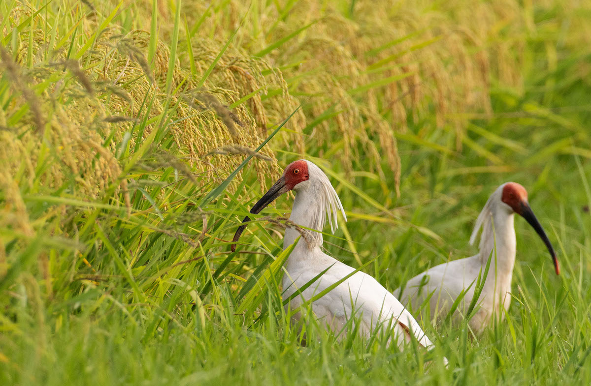 [Sado Wildlife in Focus] On the Trail of the Japanese Crested Ibis ...