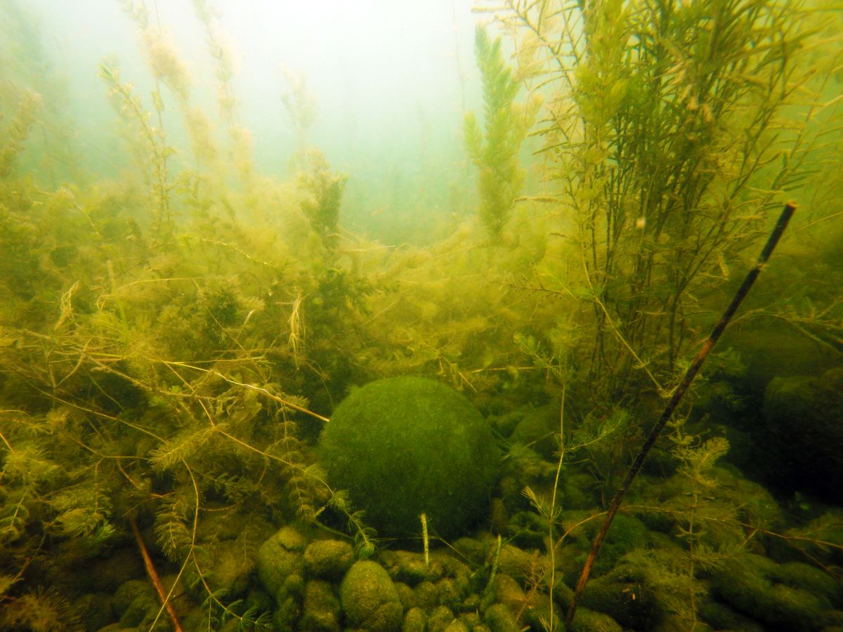 Hokkaido's Beloved Marimo Algae Facing Existential Threat from Global Warming » Japan 2 Earth