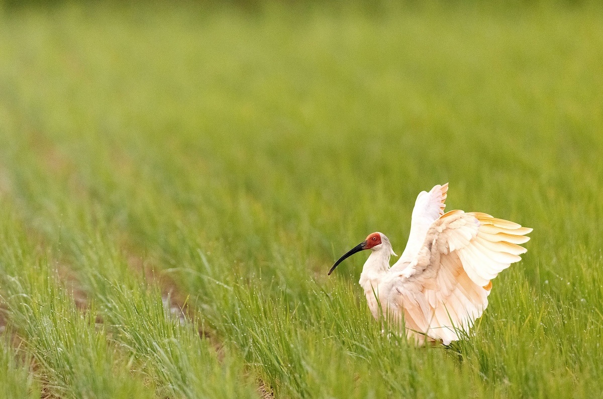 [Sado Wildlife in Focus] The Crested Ibis in the Tapestry of Autumn's ...