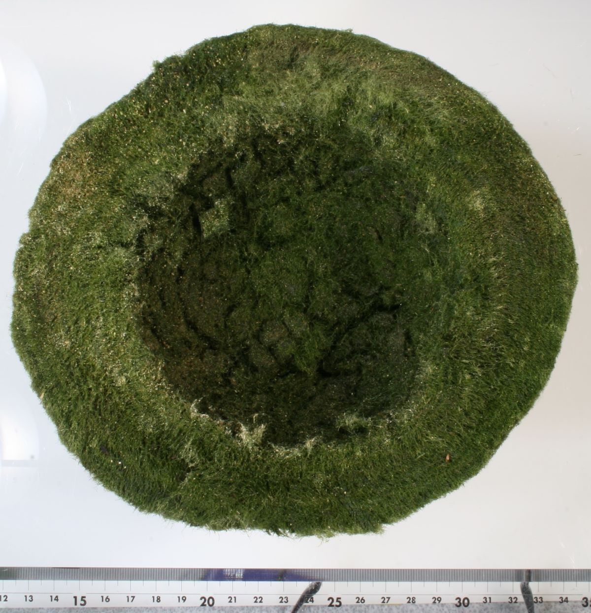Hokkaido's Beloved Marimo Algae Facing Existential Threat from Global ...