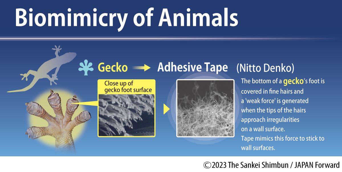 Nature-Inspired Innovation: Can Biomimetics Help Us Achieve Sustainable ...