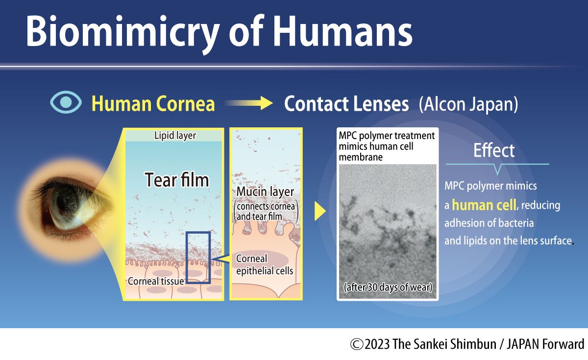 Nature-Inspired Innovation: Can Biomimetics Help Us Achieve Sustainable ...