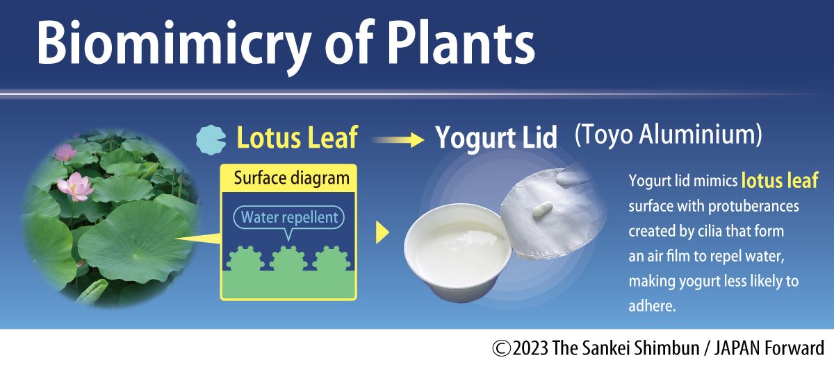 Nature-Inspired Innovation: Can Biomimetics Help Us Achieve Sustainable ...