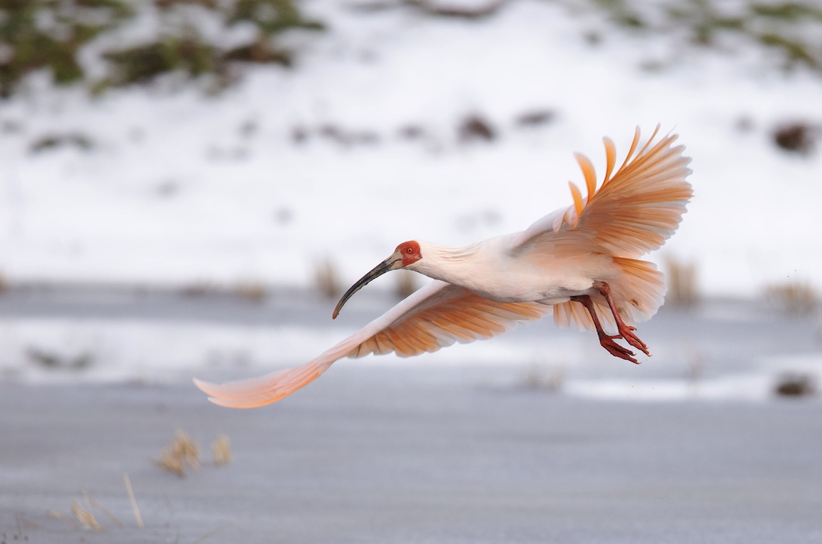 [Sado Wildlife in Focus] Amid Disaster, Crested Ibis Continue to Thrive ...