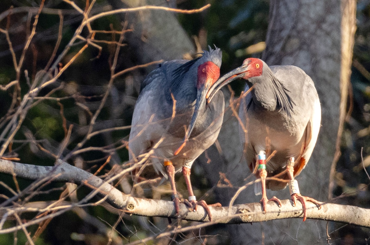 Sado Wildlife in Focus | Is Overcrowding Responsible for the Recent ...