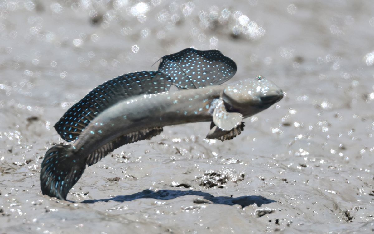 Mudskippers Jumping for Love in Kyushu's Ariake Sea » Japan 2 Earth