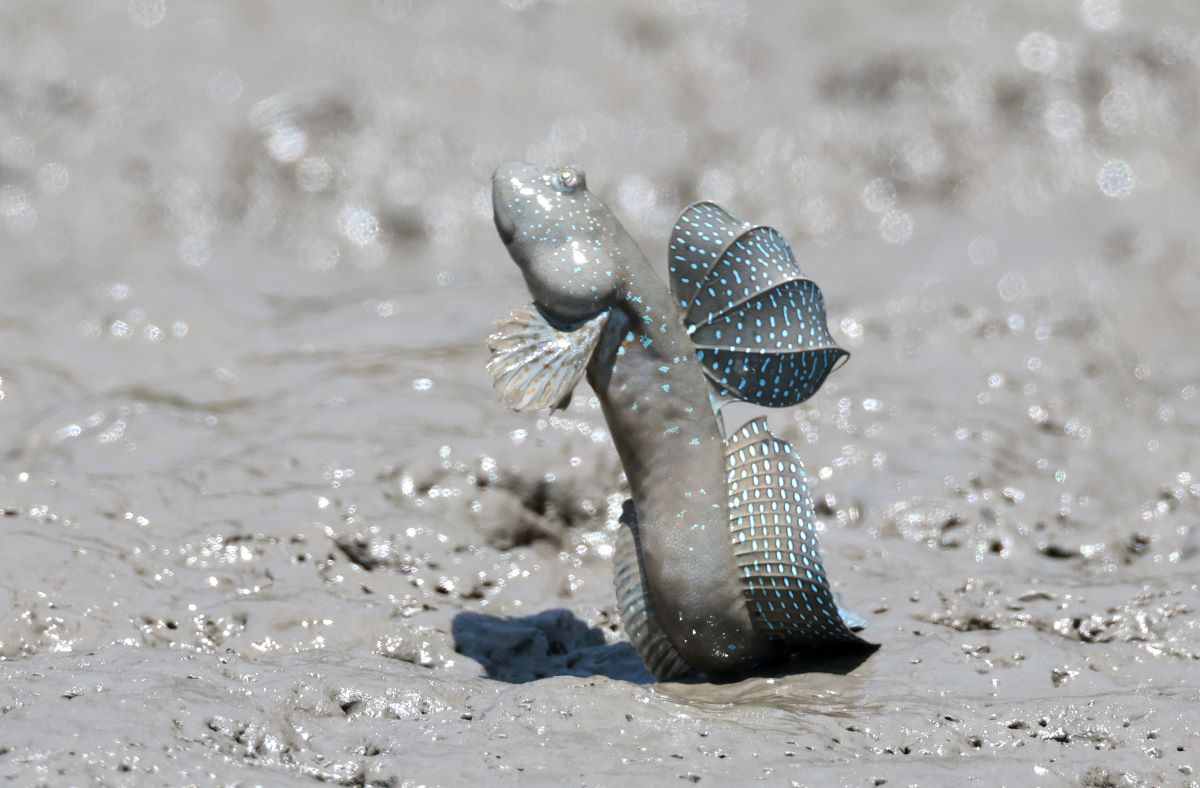 Mudskippers Jumping for Love in Kyushu's Ariake Sea » Japan 2 Earth