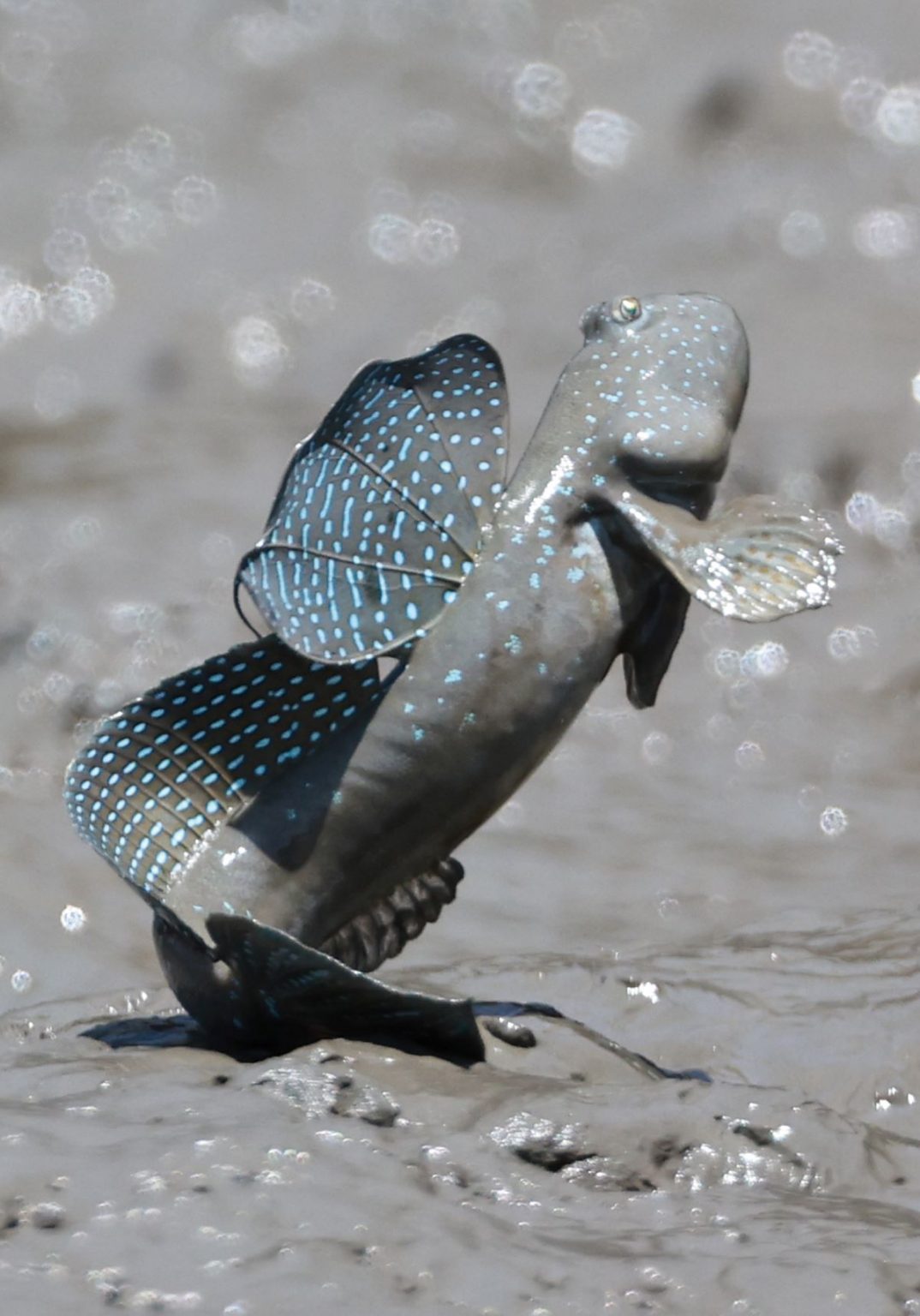 Mudskippers Jumping for Love in Kyushu's Ariake Sea » Japan 2 Earth