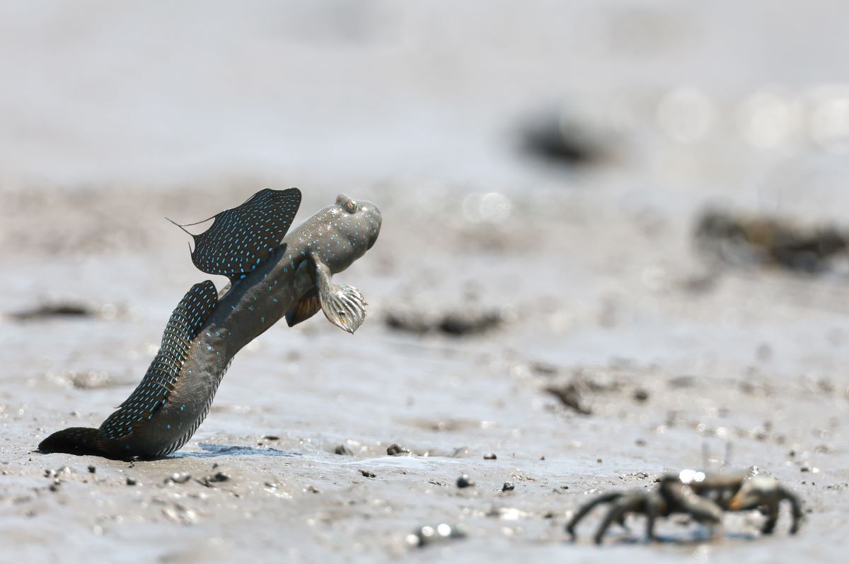 Mudskippers Jumping for Love in Kyushu's Ariake Sea » Japan 2 Earth