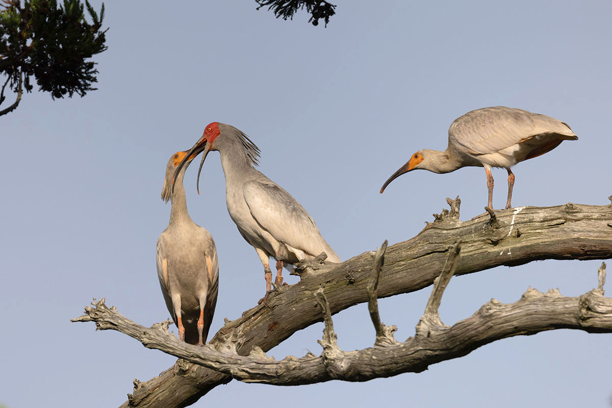 Sado Wildlife in Focus | Newly Fledged Crested Ibis Chicks Take Flight ...