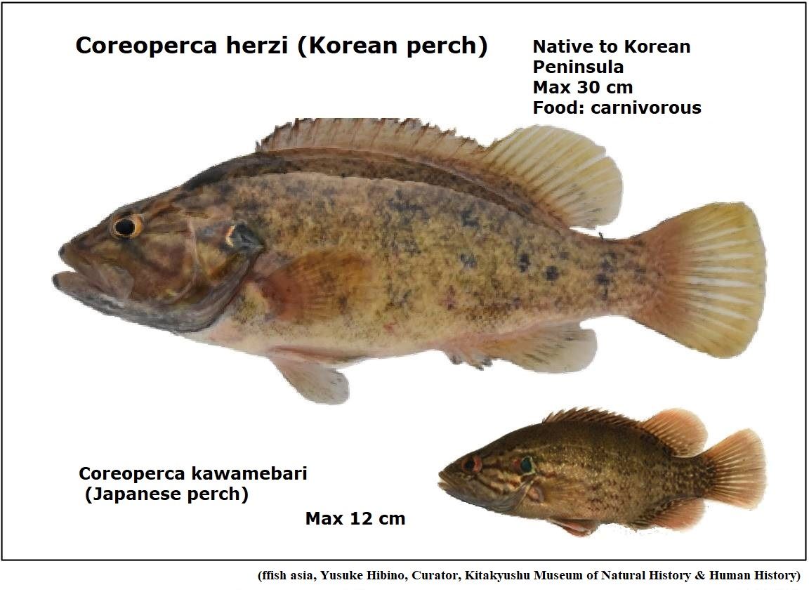 'Super-Invasive' Fish: Environmental DNA Study Reveals Ecosystem Threat ...