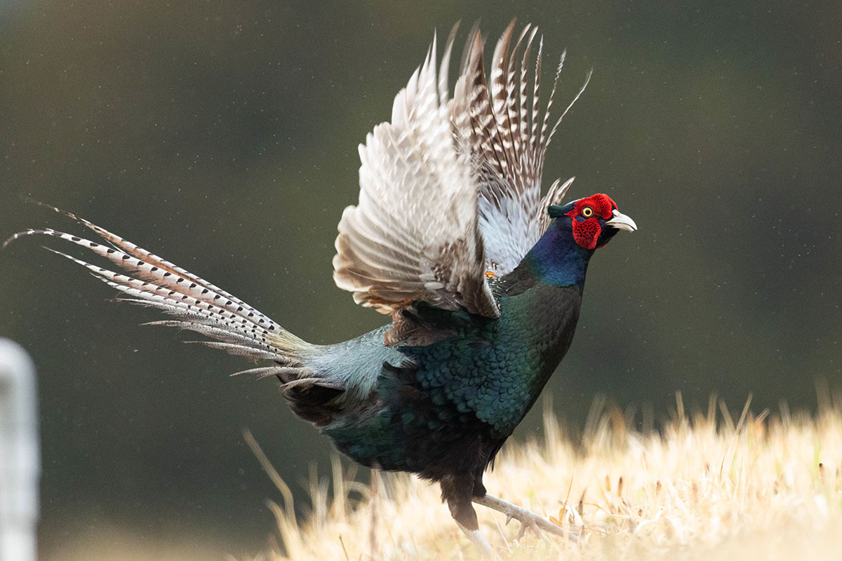Sado Wildlife in Focus | The Secret Life of Japan's National Bird, the ...