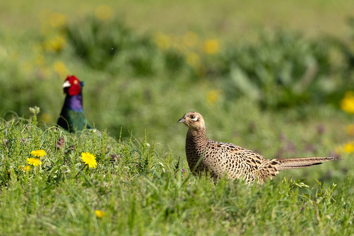Sado Wildlife in Focus | The Secret Life of Japan's National Bird, the ...