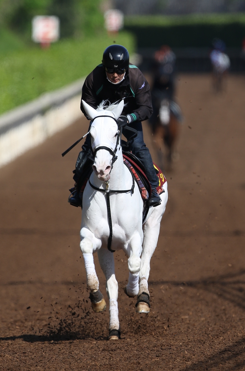 Victoria Mile Preview: Sodashi Aims to Repeat as Champ | SportsLook