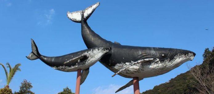 Taiji | Whaling Today