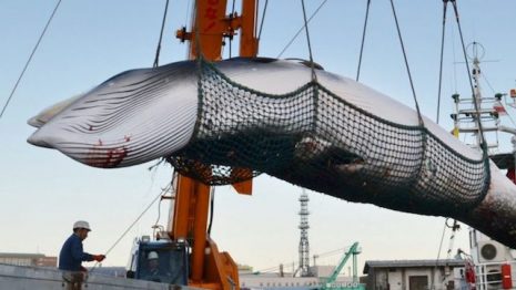 Whaling Today | New perspectives on an old debate